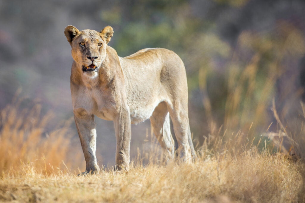 Experiences - Ivory Tree Game Lodge