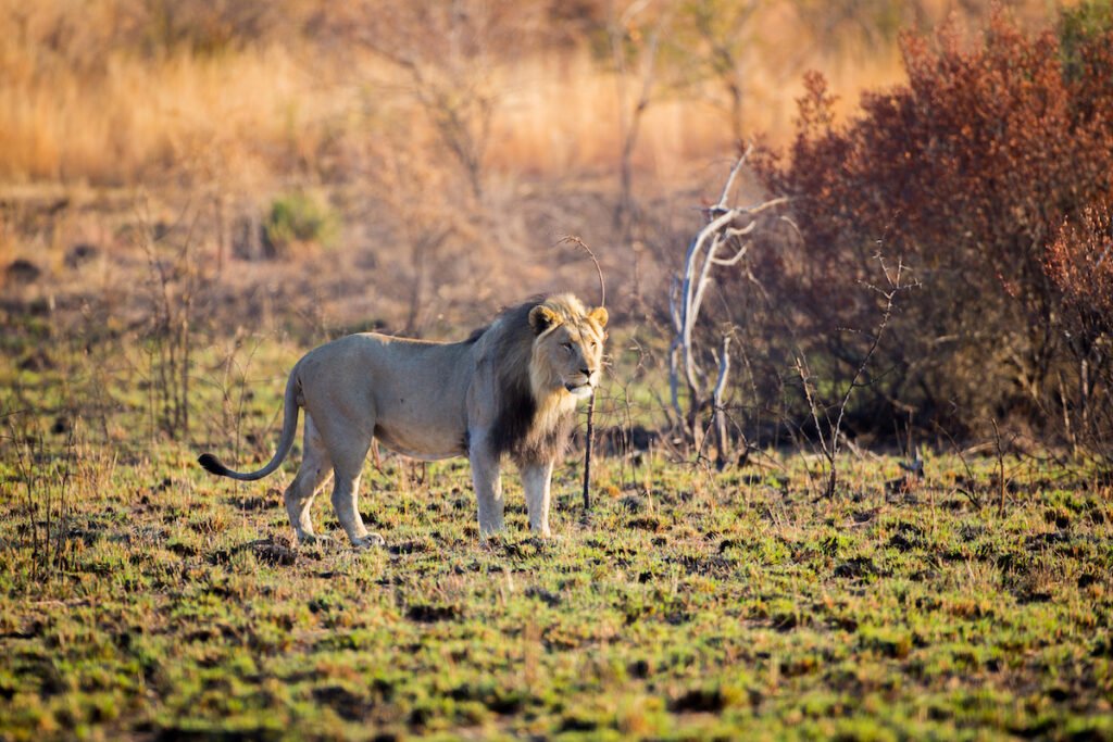 Experiences - Ivory Tree Game Lodge