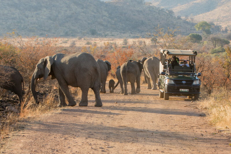 Big 5 Game Drives - Ivory Tree Game Lodge