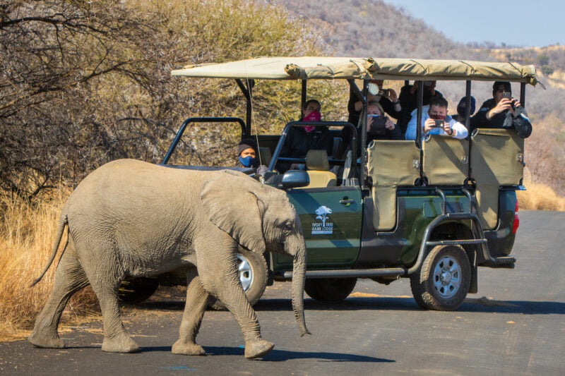 Big 5 Game Drives - Ivory Tree Game Lodge