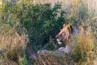 Big 5 Game Drives - Ivory Tree Game Lodge