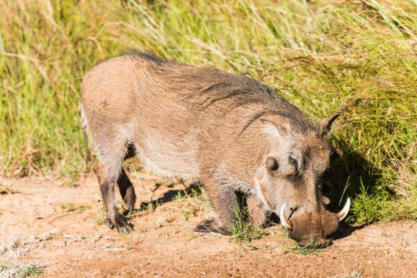 Big 5 Game Drives - Ivory Tree Game Lodge